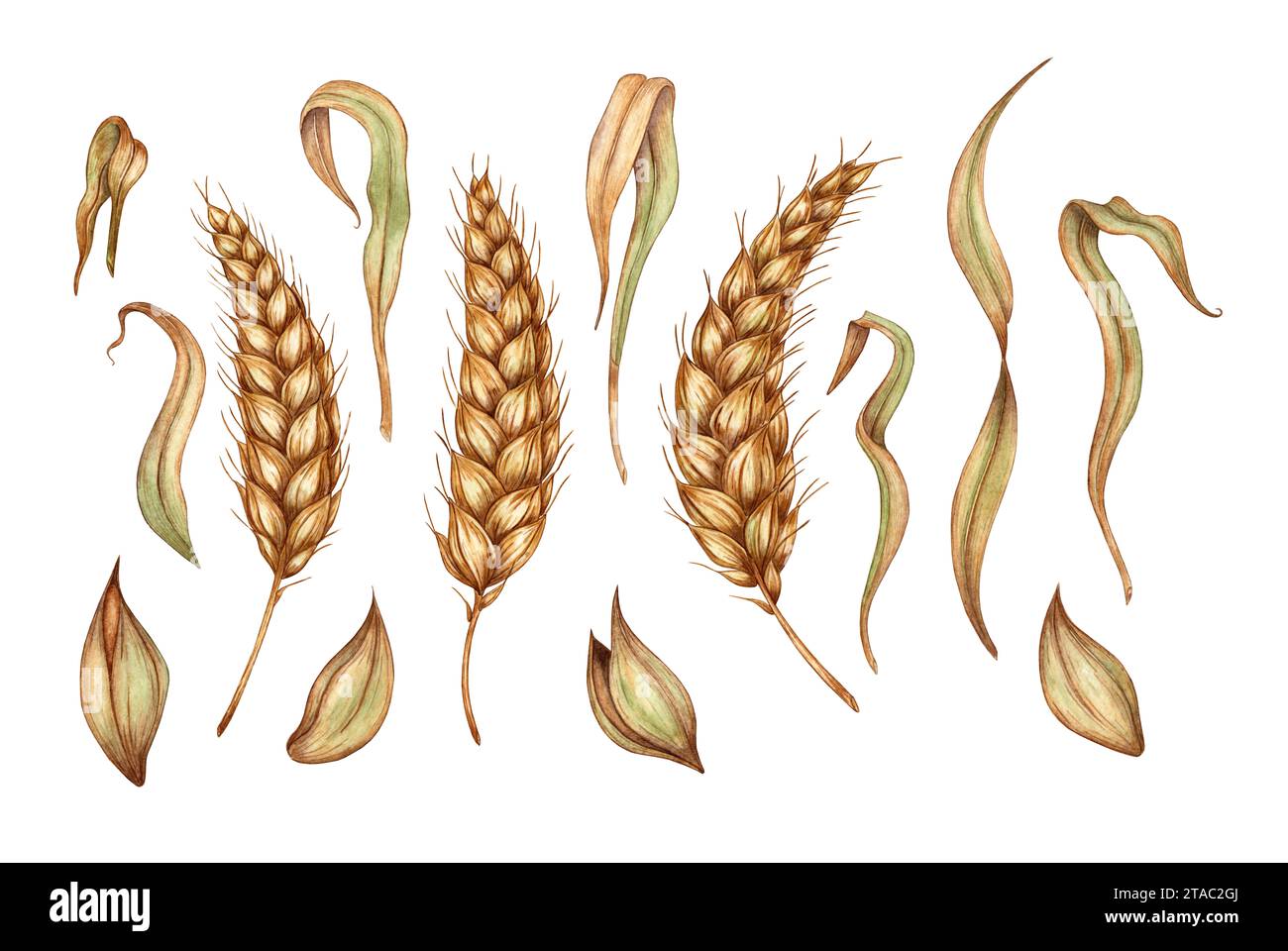 Watercolor illustration set of ripe ears of wheat with leaves, dried ...
