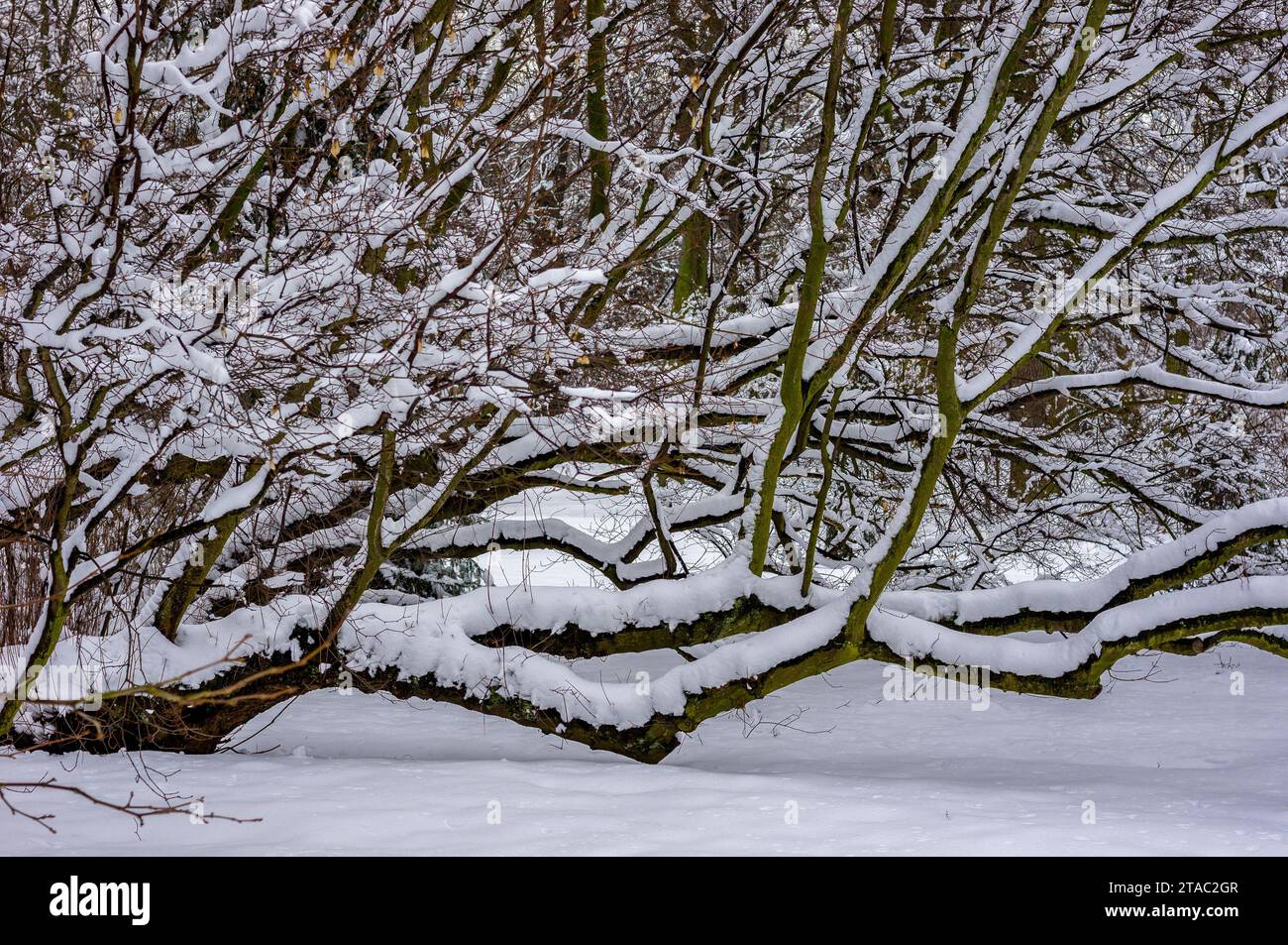 Winter landscape after the first snowfall Stock Photo - Alamy