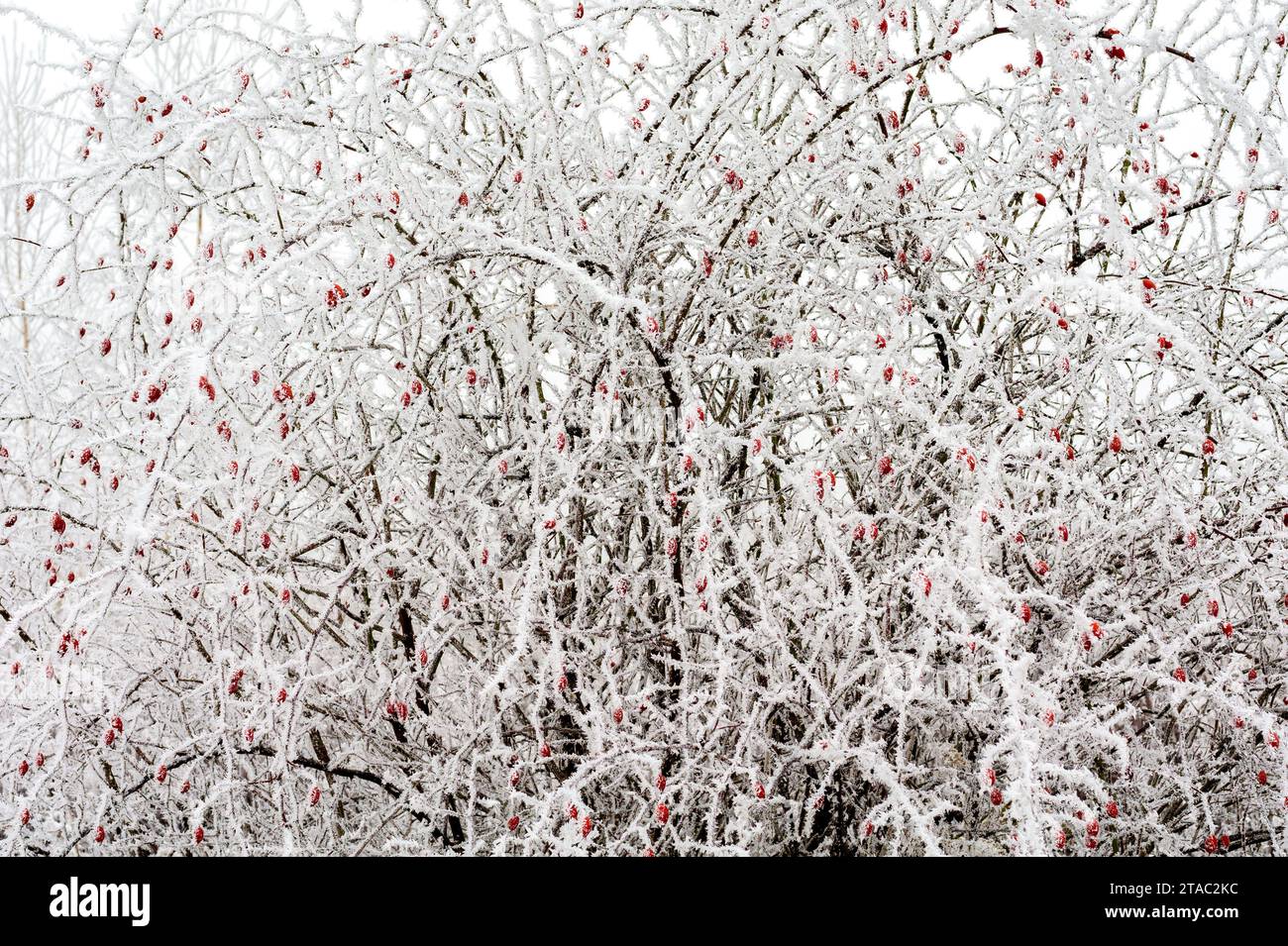 Winter landscape after the first snowfall Stock Photo - Alamy