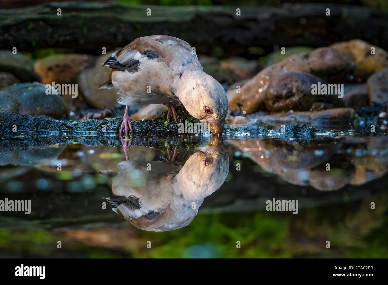 Refelction pond hi-res stock photography and images - Alamy