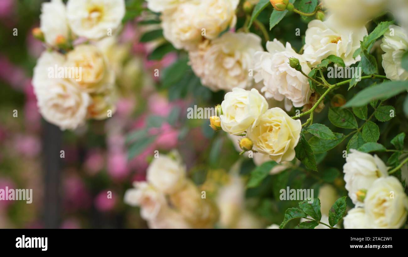 Yellow roses swaying in wind hi-res stock photography and images - Alamy