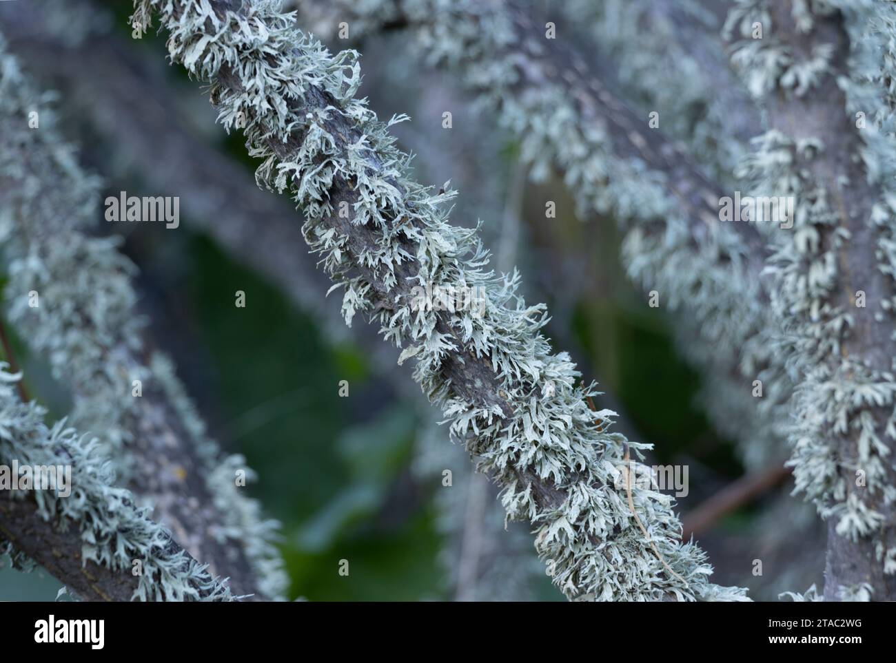 Dried plant branches texture hi-res stock photography and images - Alamy