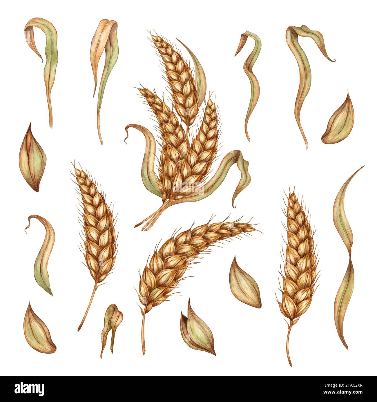 Set of watercolor illustrations of a bunch of ripe ears of wheat with ...