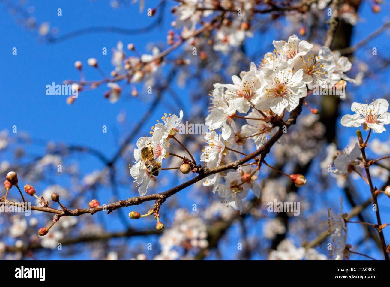 Almond tree in bloom. First fruit tree to flower at the end of winter ...