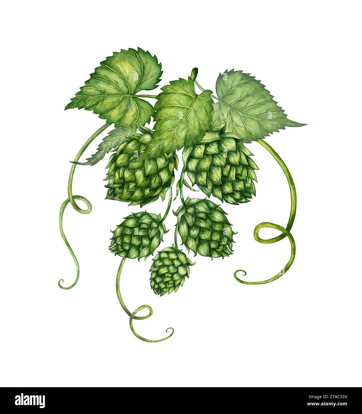 Watercolor illustration of a branch of fresh green hops for use in the ...