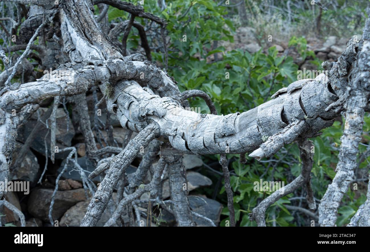 Trunk of fig tree hi-res stock photography and images - Alamy