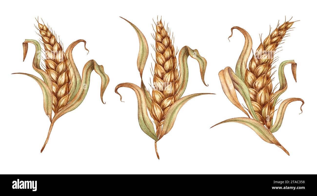 Watercolor illustration set of ripe ears of wheat with leaves, dried ...