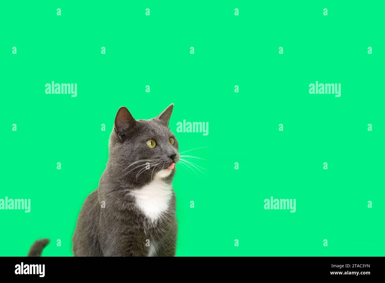 Cat Banner. Happy Feline Looking Right. Surprised Adorable Gray Cat ...