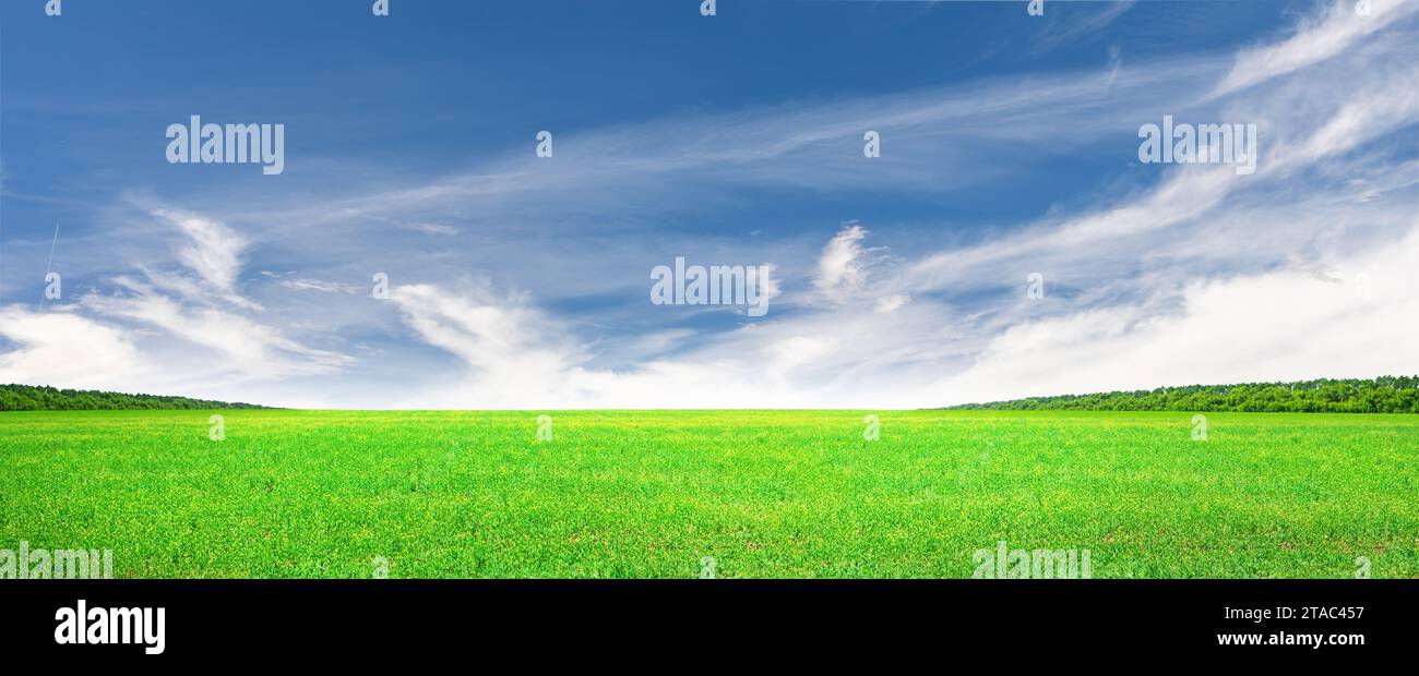 Wide summer landscape with blooming meadow and scenic sky, nature's ...