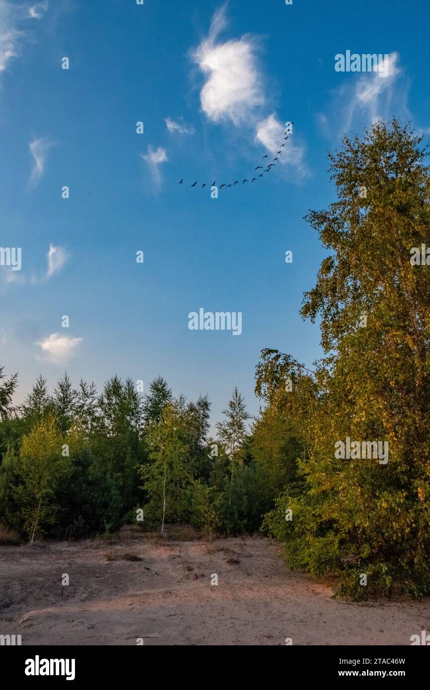 This image captures a flock of geese in V-formation, a sign of their ...