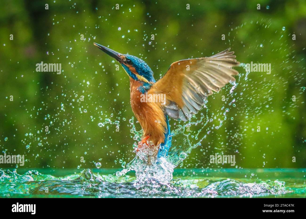 Rising from the water UK ENCHANTING images of a common British ...