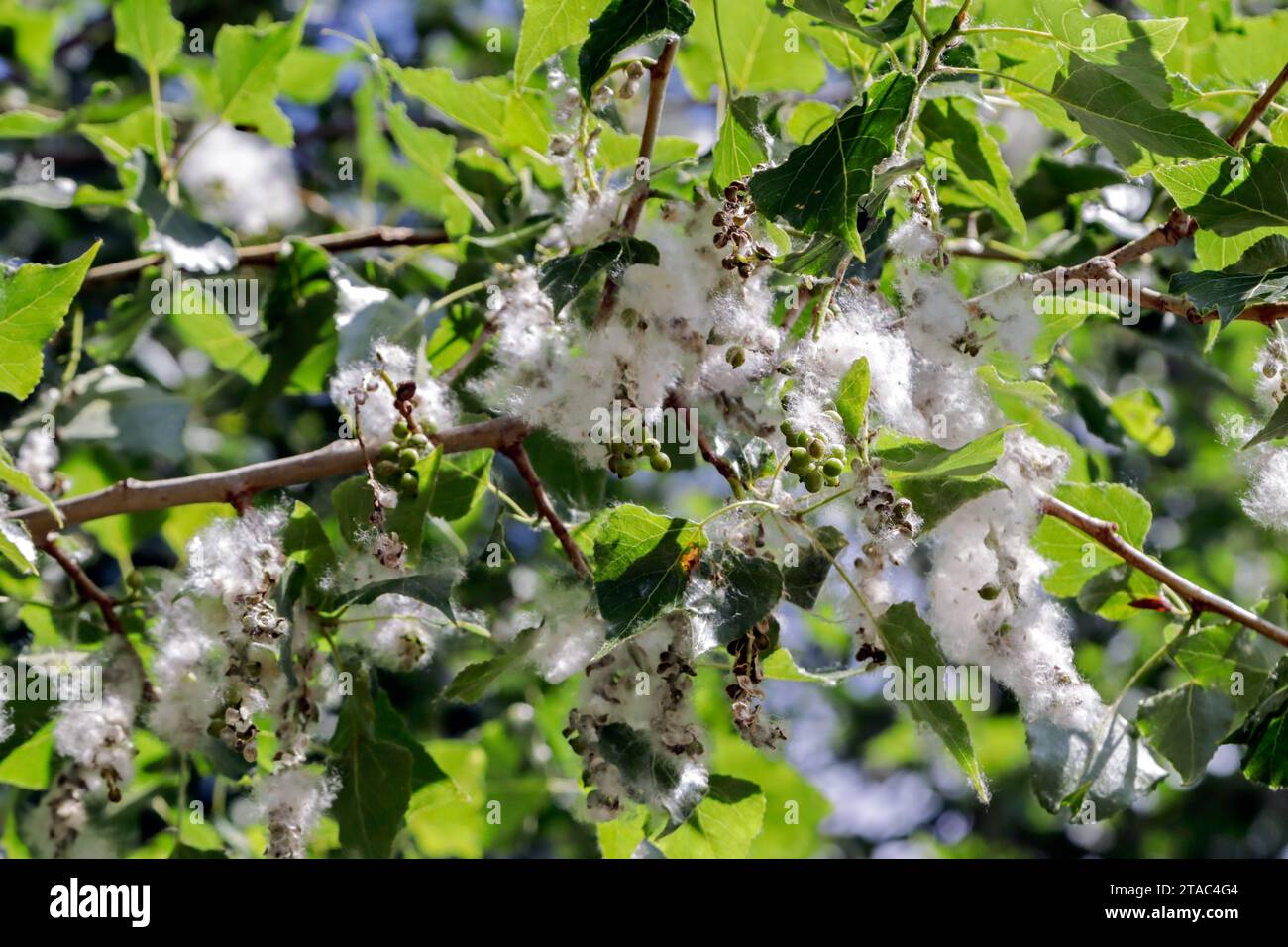 Poplar pollen hi-res stock photography and images - Alamy