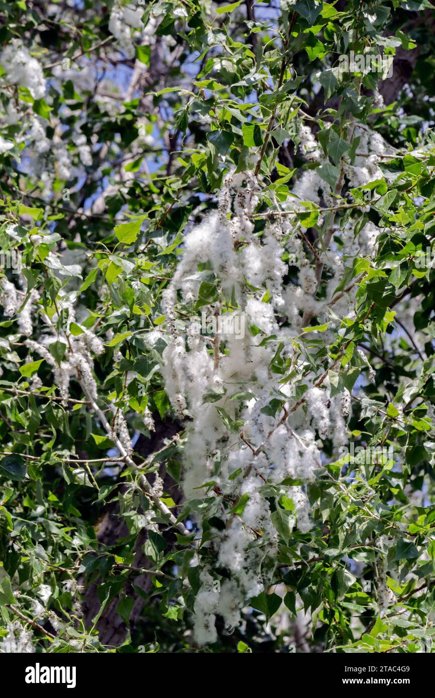 Poplar pollen on the tree. Colombiers, Occitanie, France Stock Photo ...