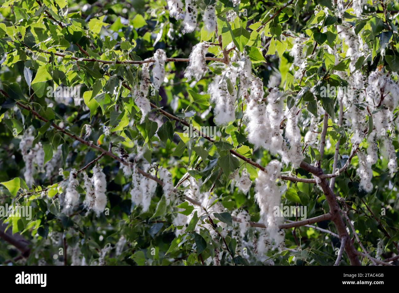 Poplar pollen on the tree. Colombiers, Occitanie, France Stock Photo ...