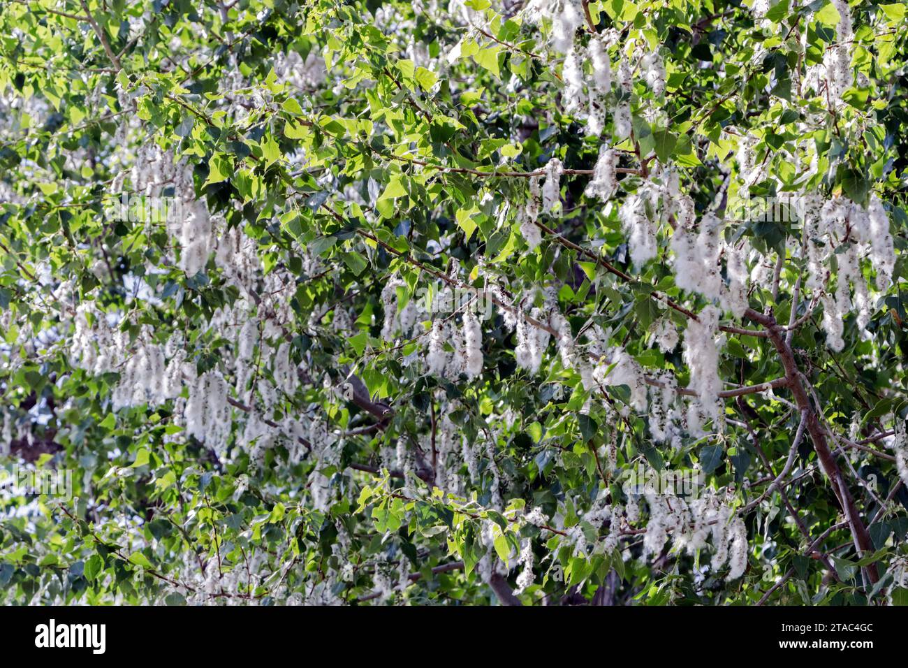 Pollen poplar hi-res stock photography and images - Alamy