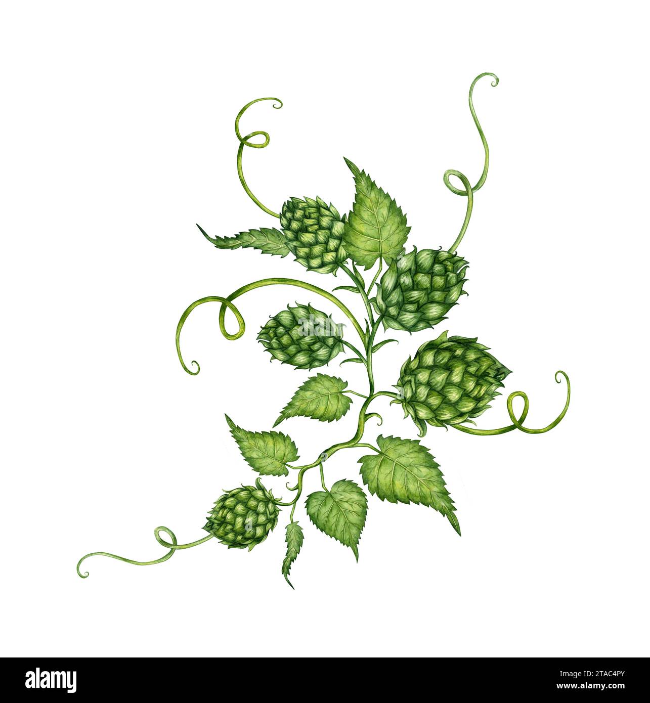 Watercolor illustration of a branch of fresh green hops with leaves and ...