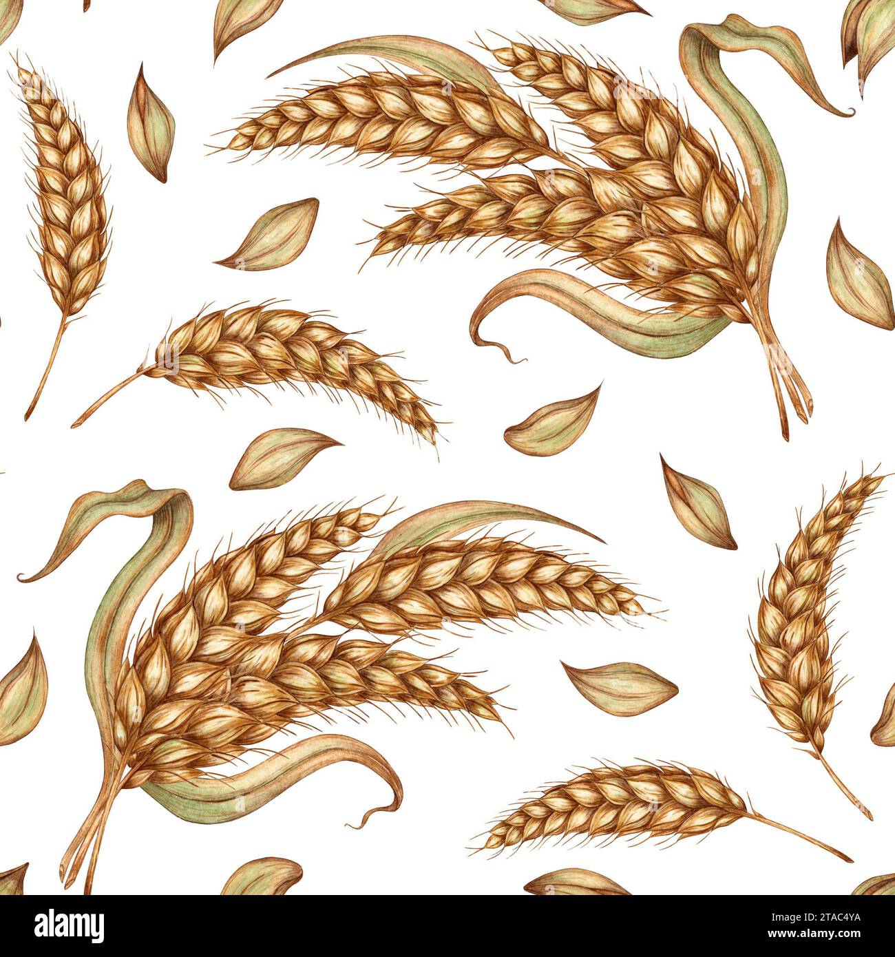 Watercolor illustration pattern of ripe wheat bunches, dried stalks ...