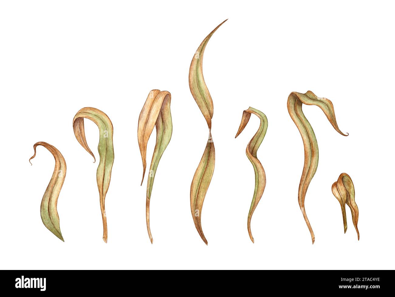 Watercolor illustration set of thin dried grass leaves. Rare field ...