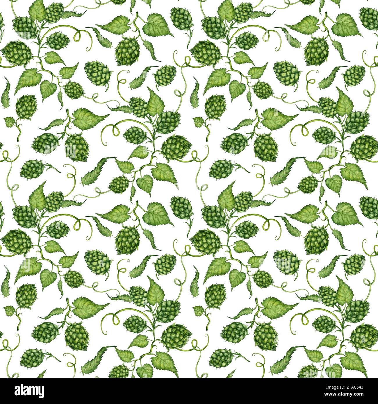 Watercolor illustration pattern of bunches of fresh green hop branch ...