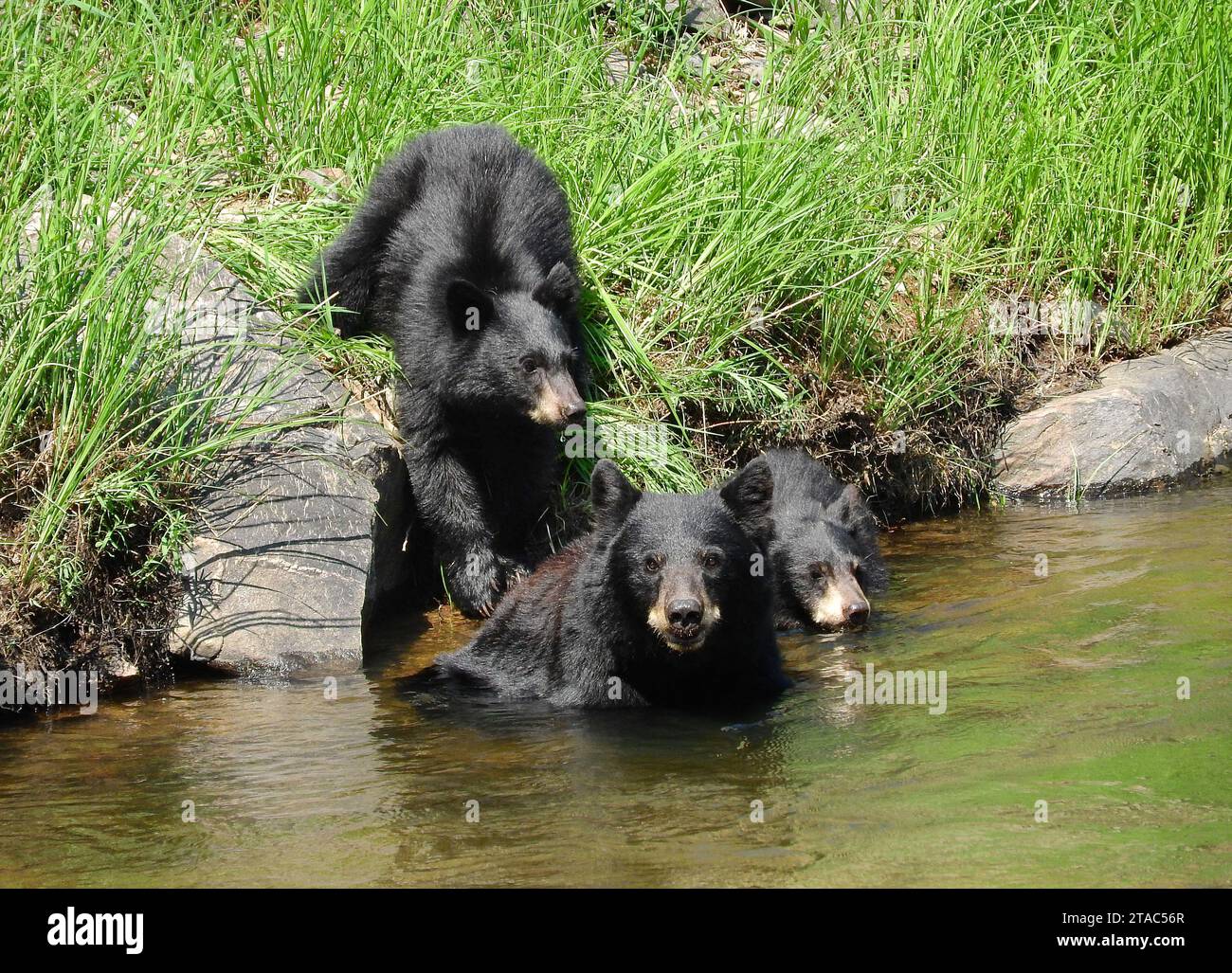 black bear sow and her two cubs swimming in the south platte river in ...