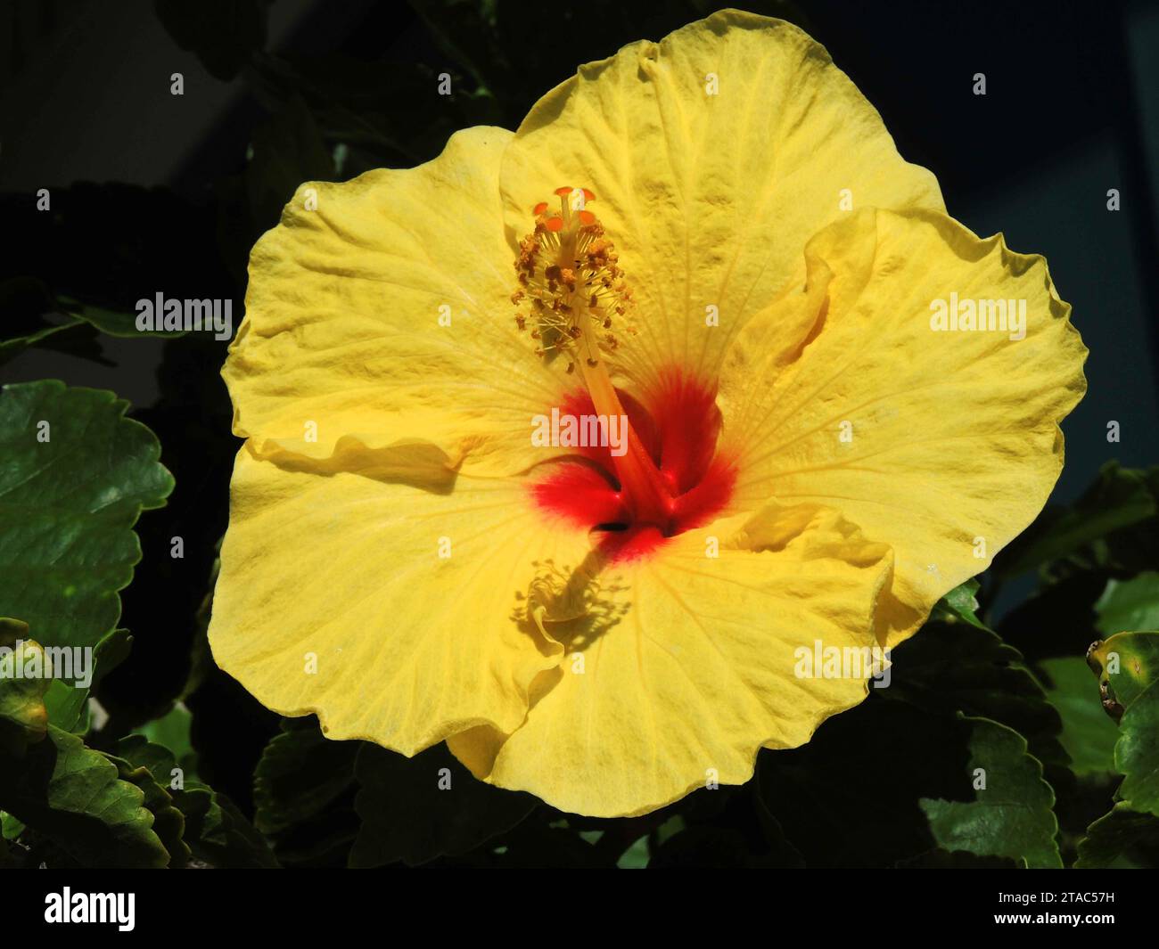Hawaiis state flower hi-res stock photography and images - Alamy