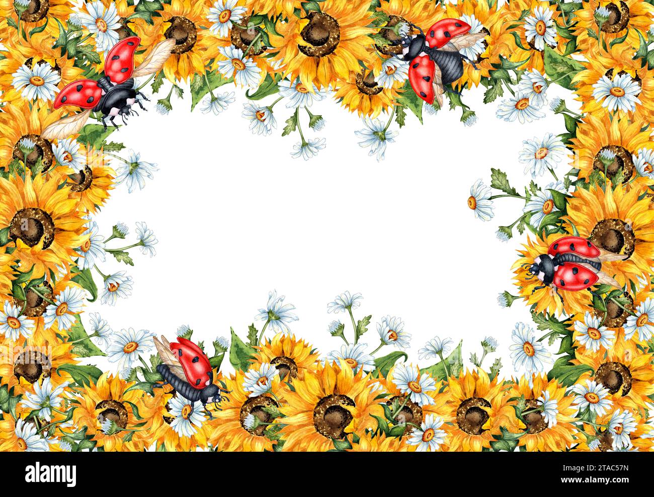 Watercolor illustration rectangular frame of sunflowers, daisies and ...