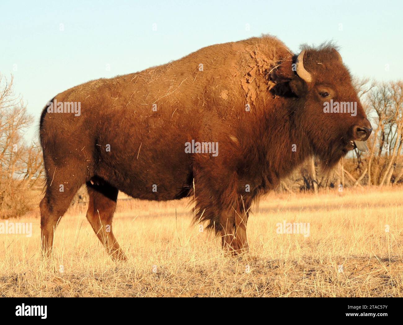 american bison standing in a field, licking his lips in winter along ...
