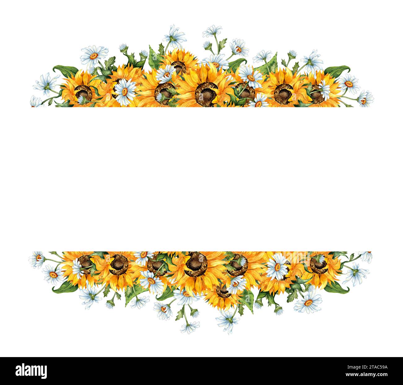 Watercolor illustration of a frame of yellow sunflowers and white ...