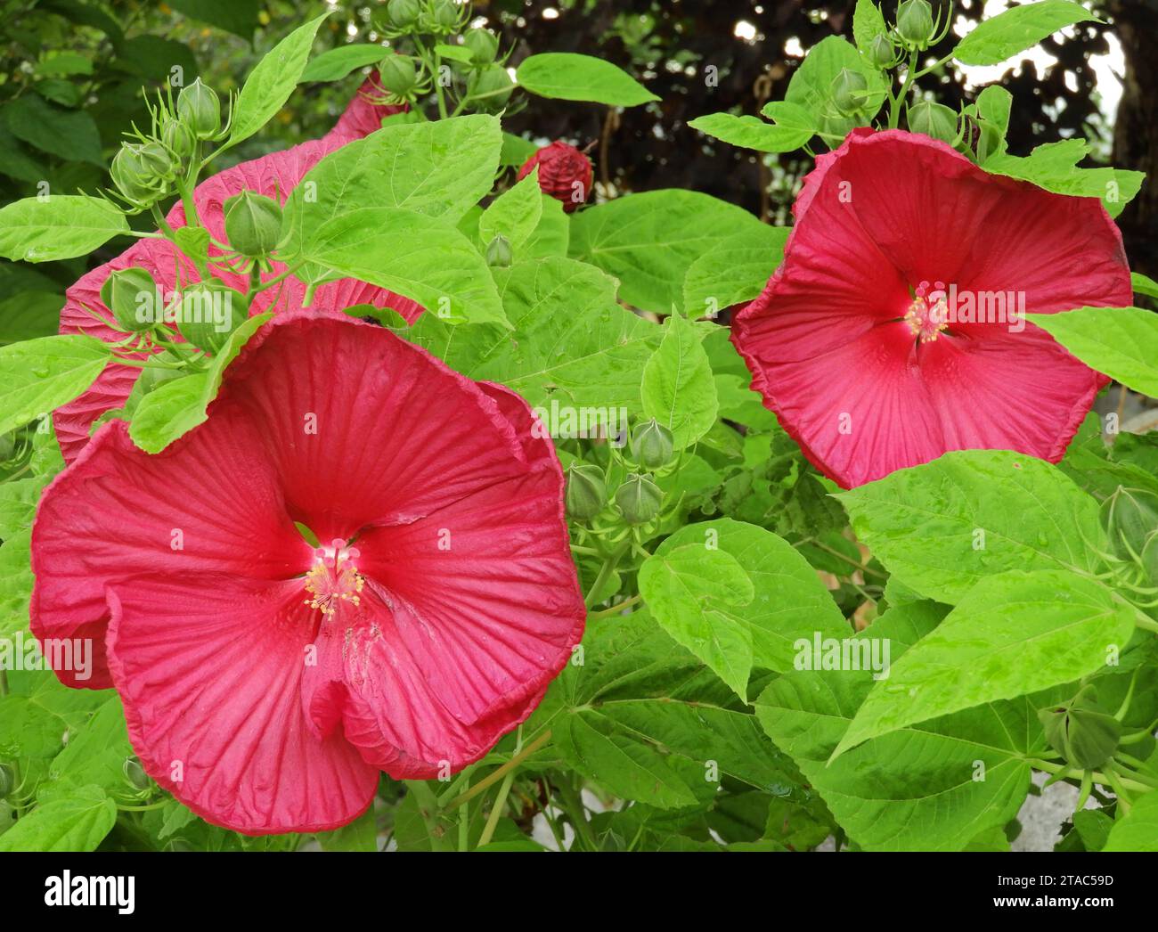 close-up of pretty pink rose of sharon and green foliage in a garden in ...