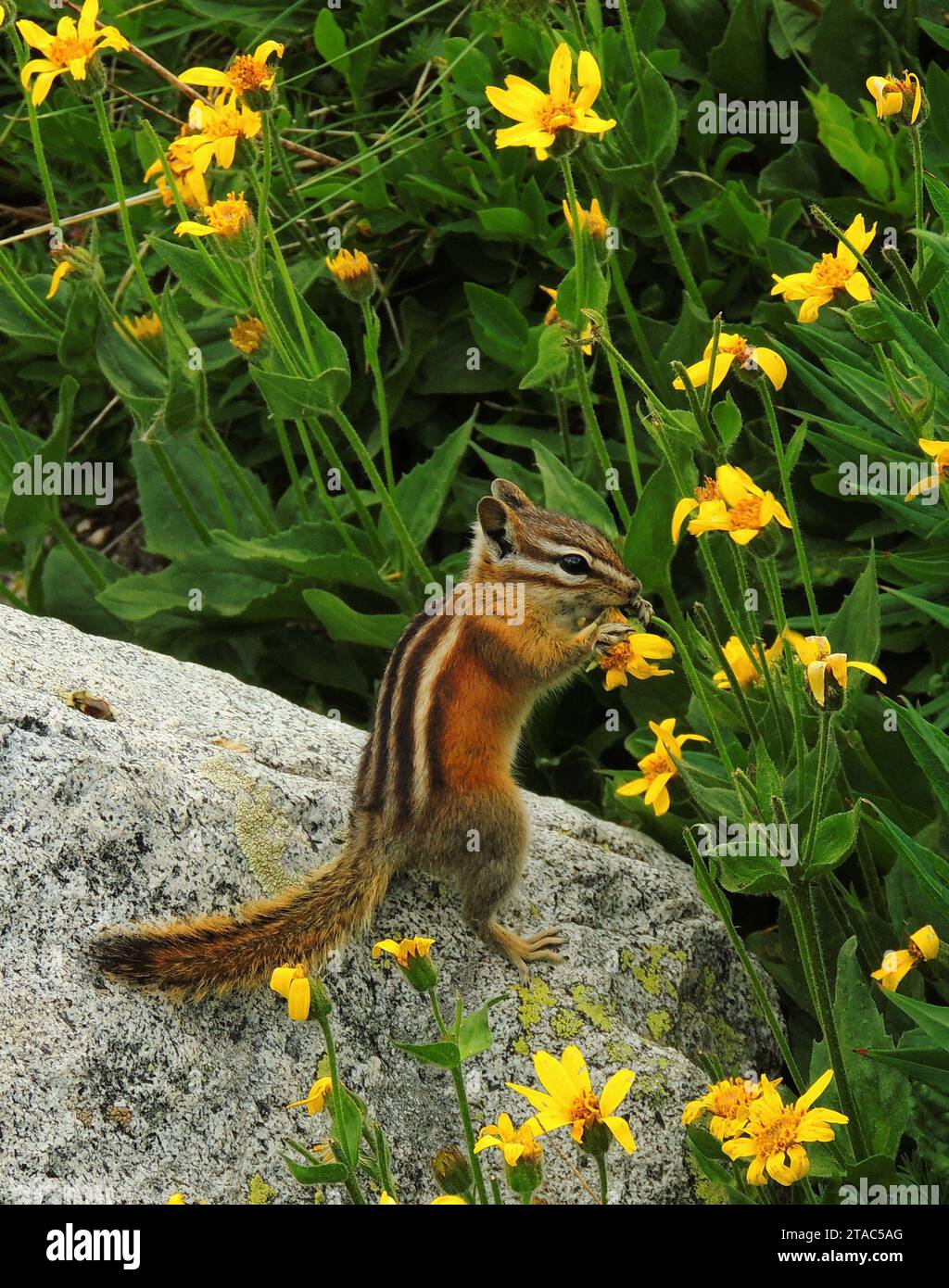 colorado chipmunk snacking on yellow aster wildflowers on granite in ...