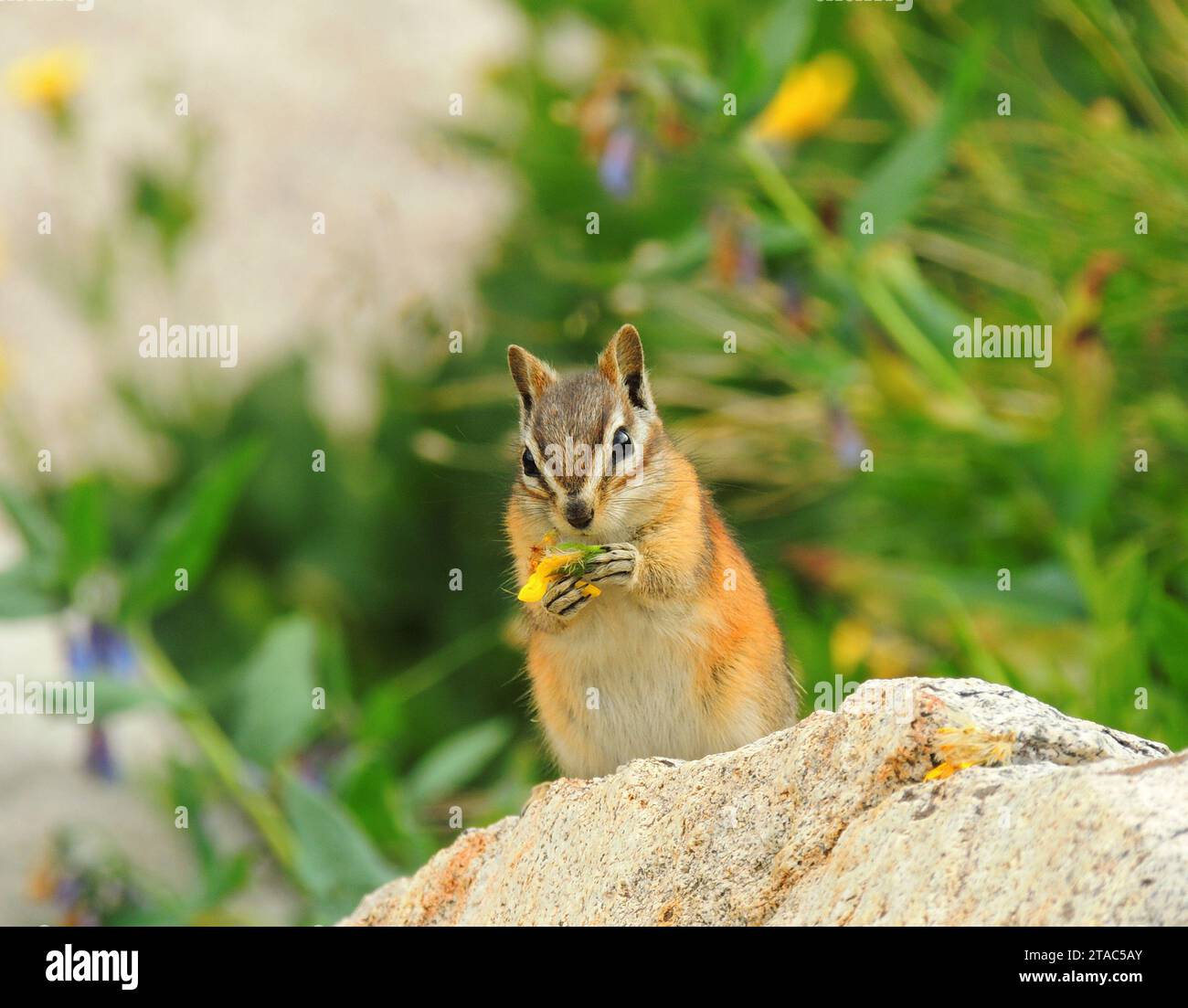 colorado chipmunk snacking on yellow wildflowers in indian peaks ...