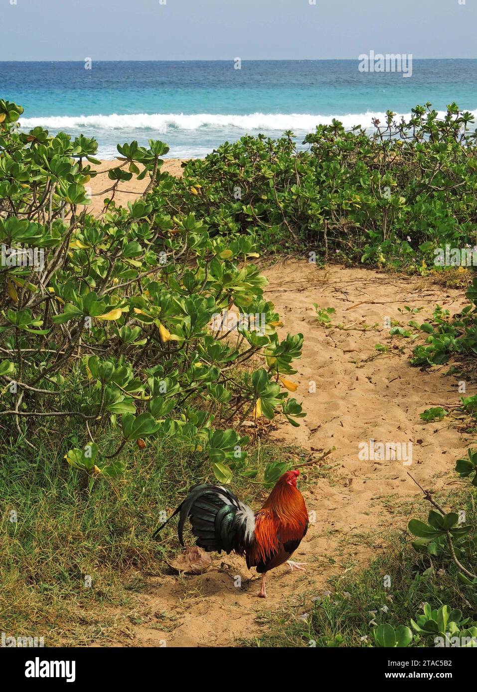 a colorful wild rooster on a sandy path to wailua beach along the kauai path in eastern kauai ...