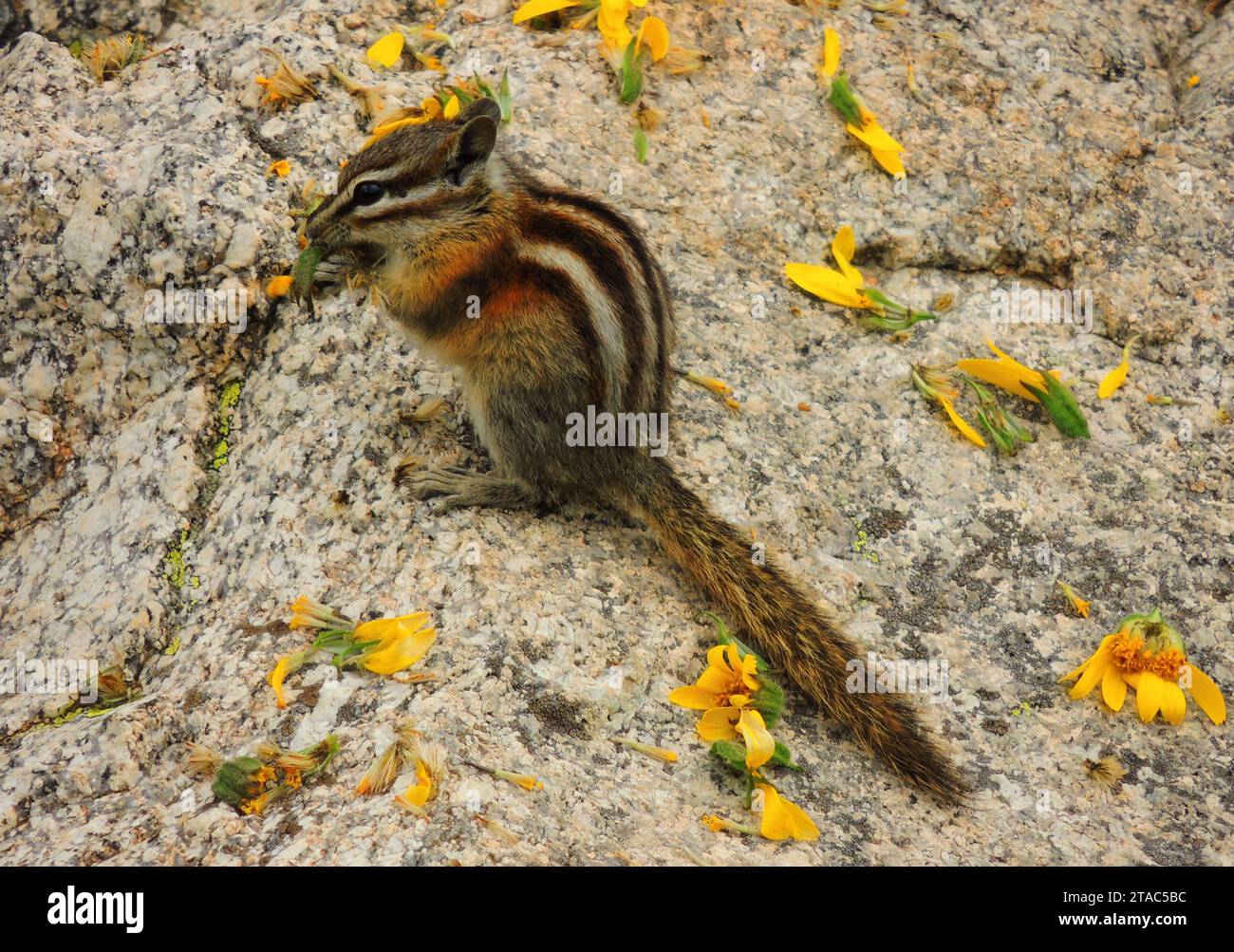 colorado chipmunk snacking on yellow aster wildflowers on granite in ...