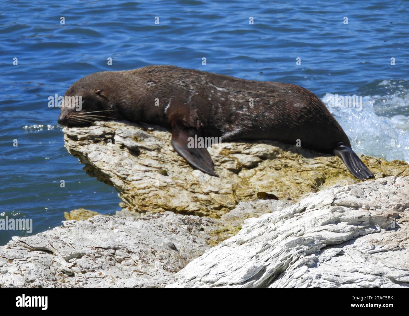 new zealand fur seal sunbathing on the limestone rocks along the scenic ...