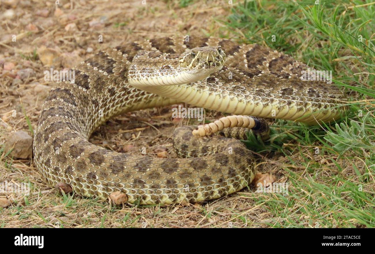 a venomous prairie rattlesnake on the trail in summer in pawnee ...