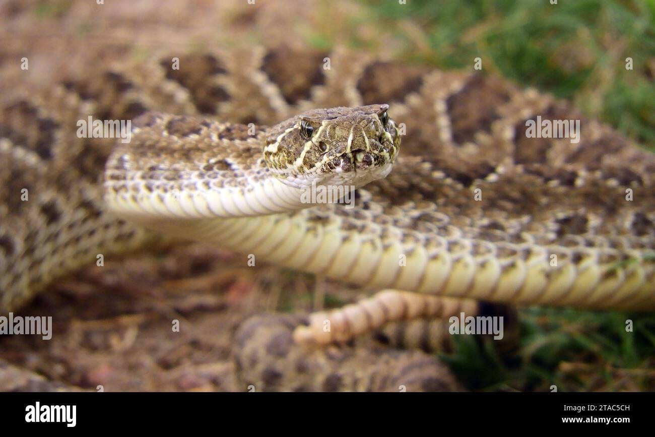 a venomous prairie rattlesnake on the trail in summer in pawnee ...