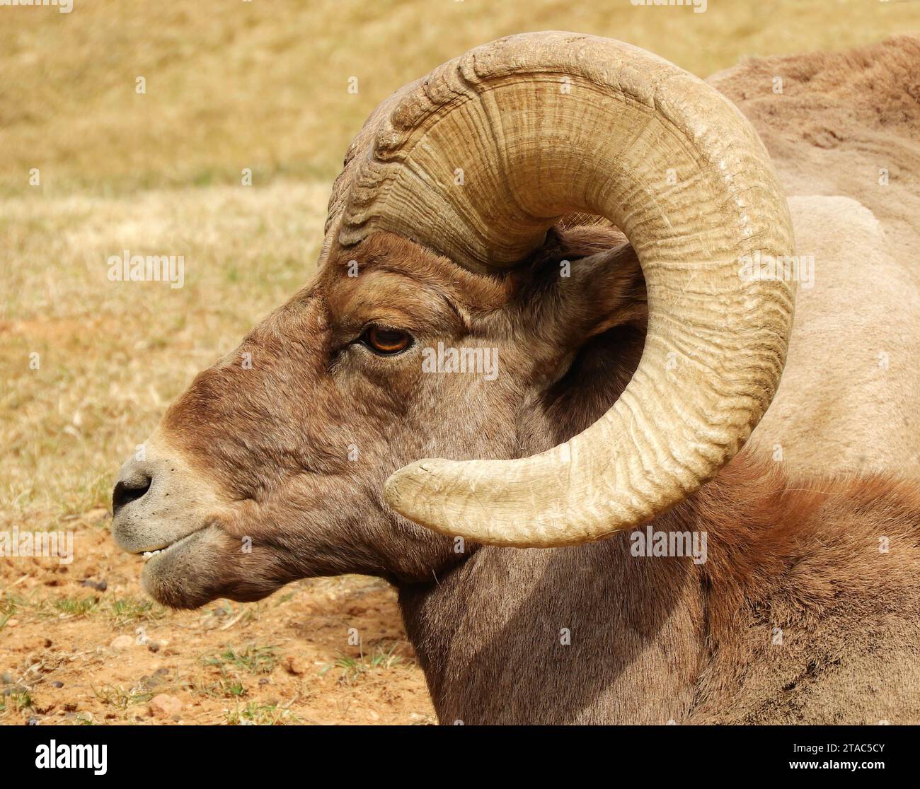 Bighorn ram profile hi-res stock photography and images - Alamy