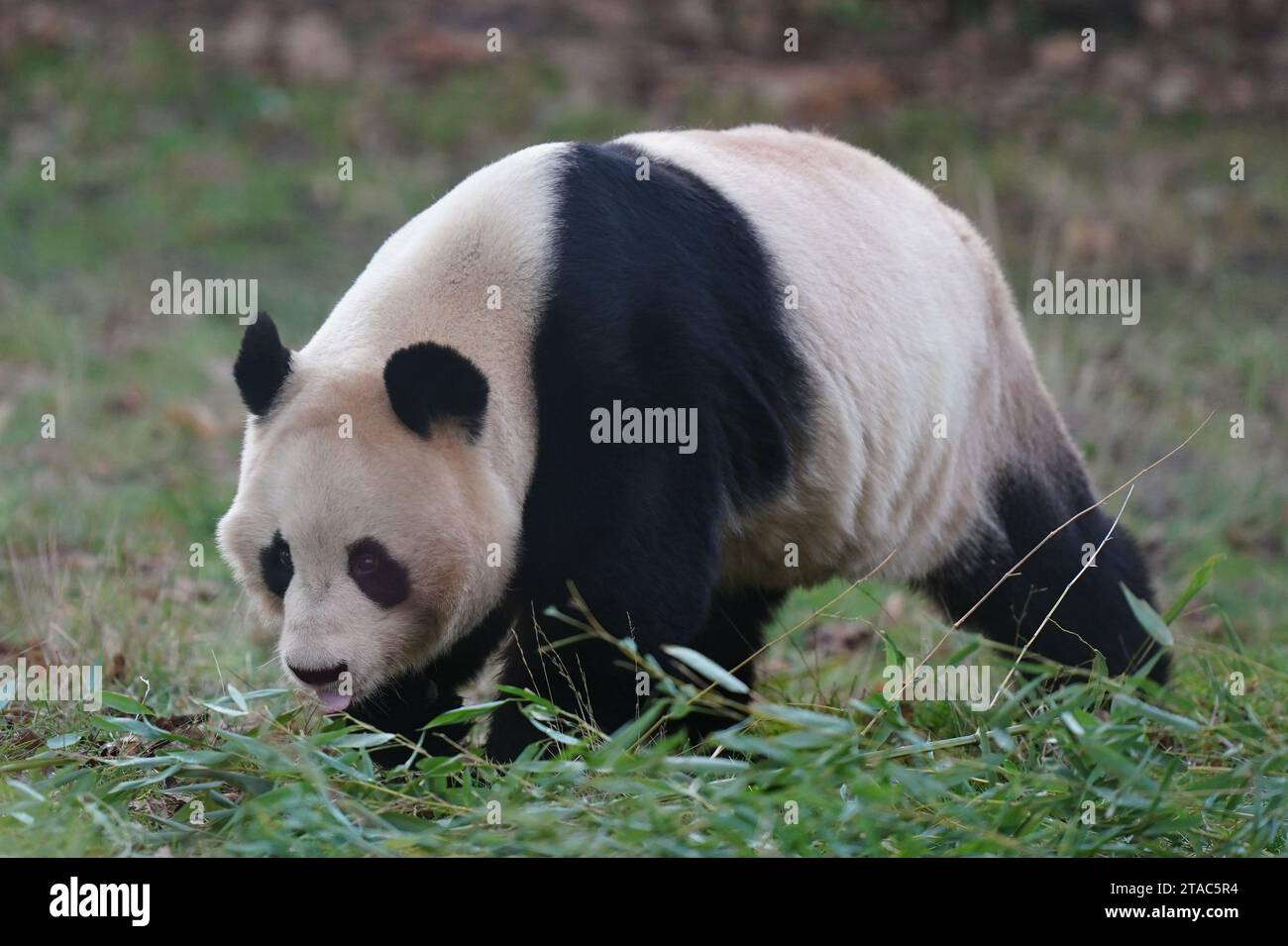 China wildlife conservation association hi-res stock photography and ...