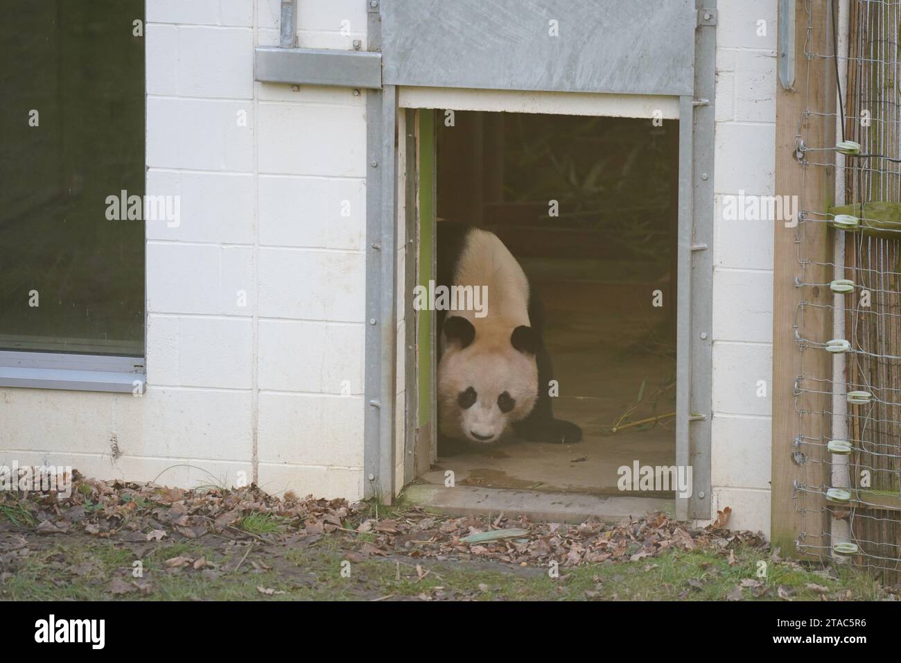 Edinburgh zoo pandas 2023 hi-res stock photography and images - Alamy