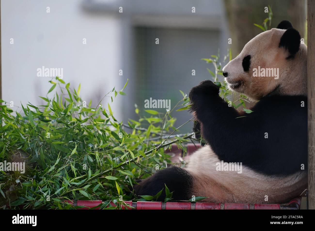 Giant panda Yang Guang at Edinburgh Zoo, as visitors have one final ...