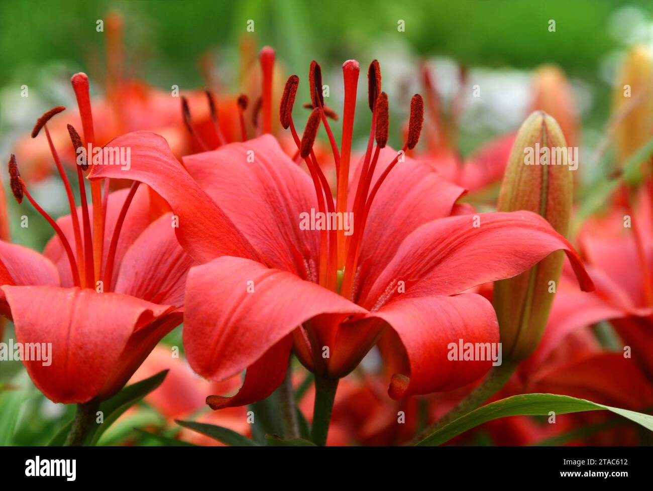 Beautiful lilly garden bed hi-res stock photography and images - Alamy