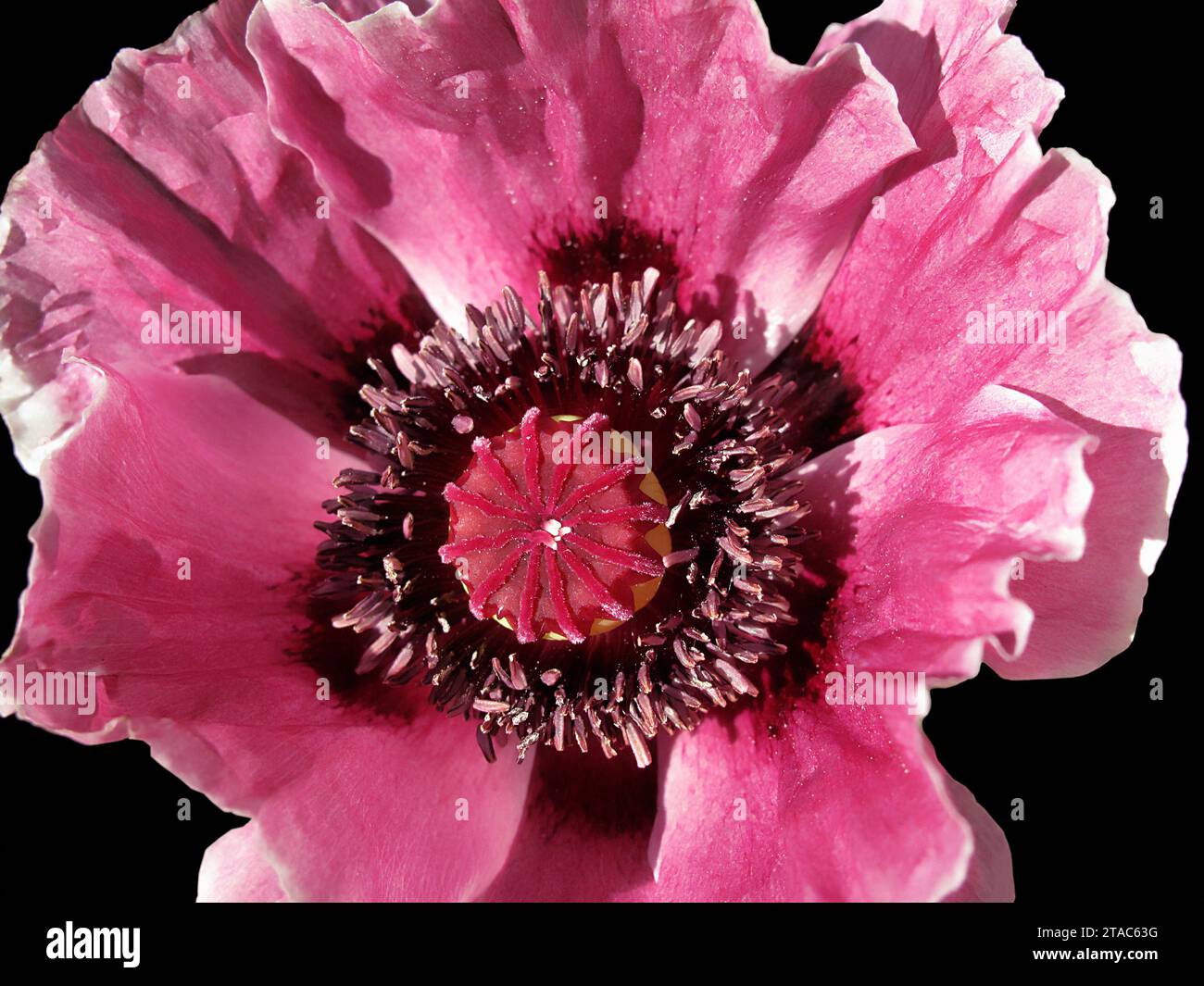 Big pink poppy hi-res stock photography and images - Alamy