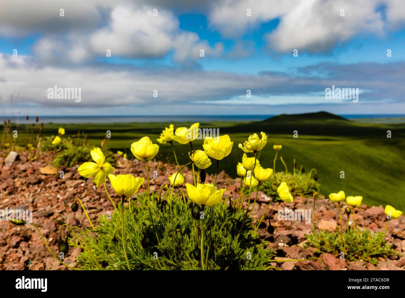 Paul plant hi-res stock photography and images - Alamy