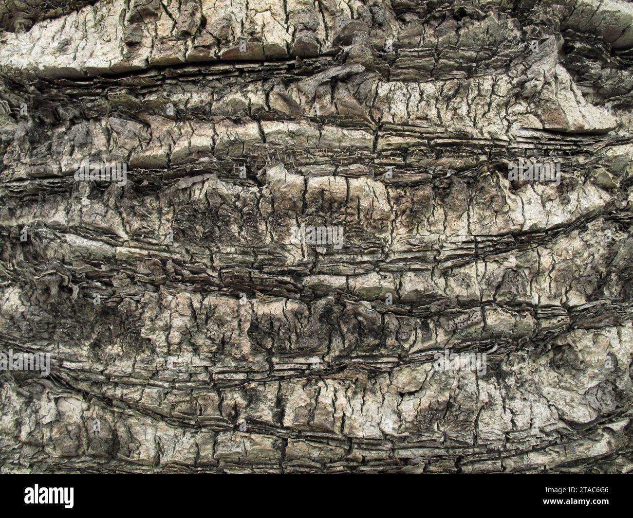 Palm tree trunk close up background Stock Photo - Alamy