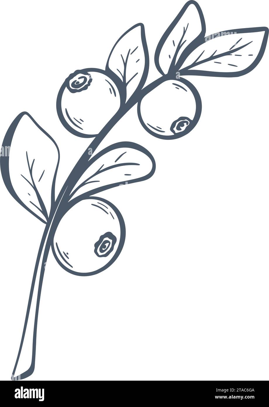 Blueberry berries hand drawn ink clip art. Wild whortleberry doodle ...
