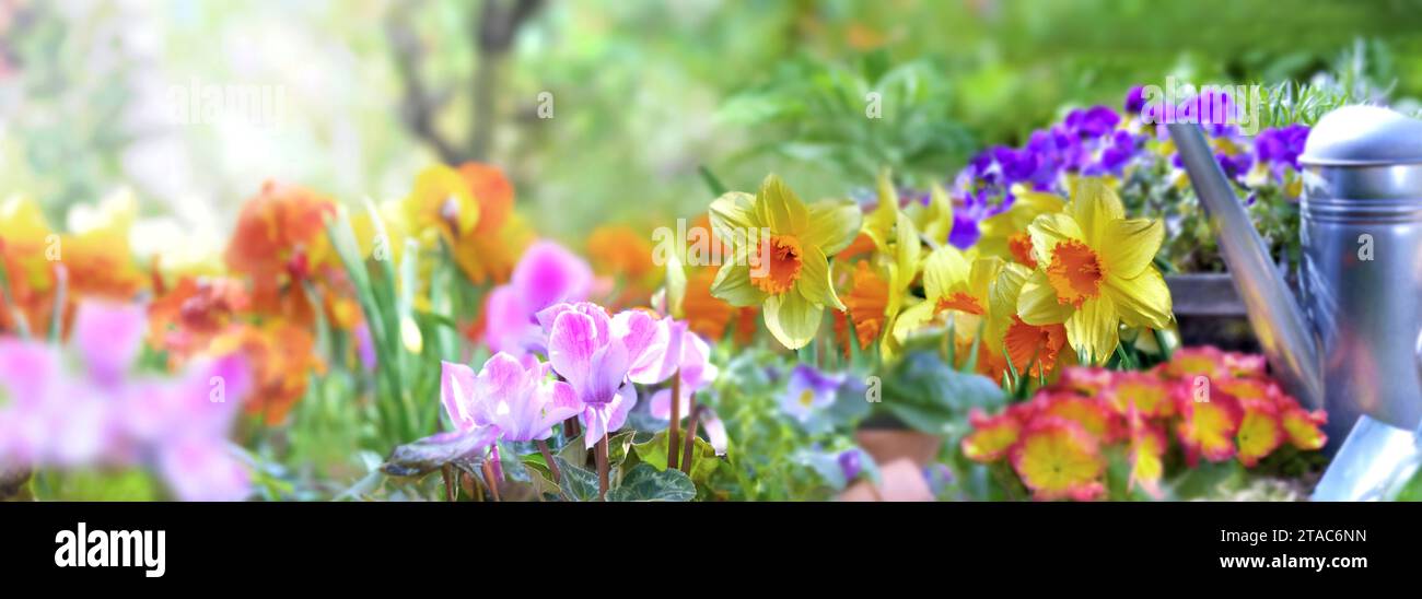 panorama of beautiful spring colorful flowers blooming in a garden ...