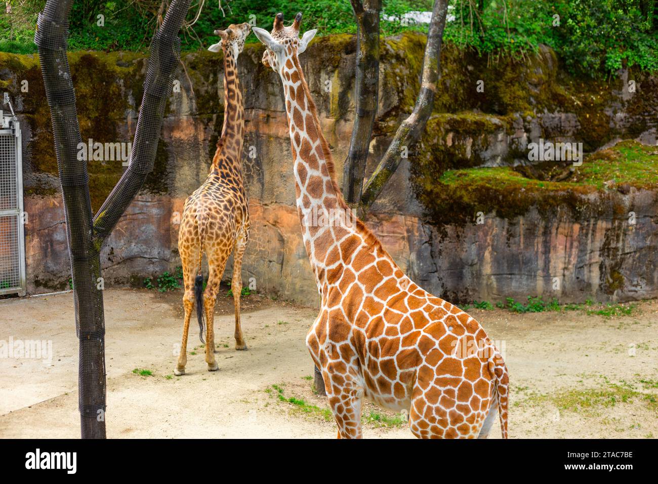 Two Graceful Giraffes Walking in the Wildlife Park. The Majestic Beauty of Two Giraffes in a Zoo ...