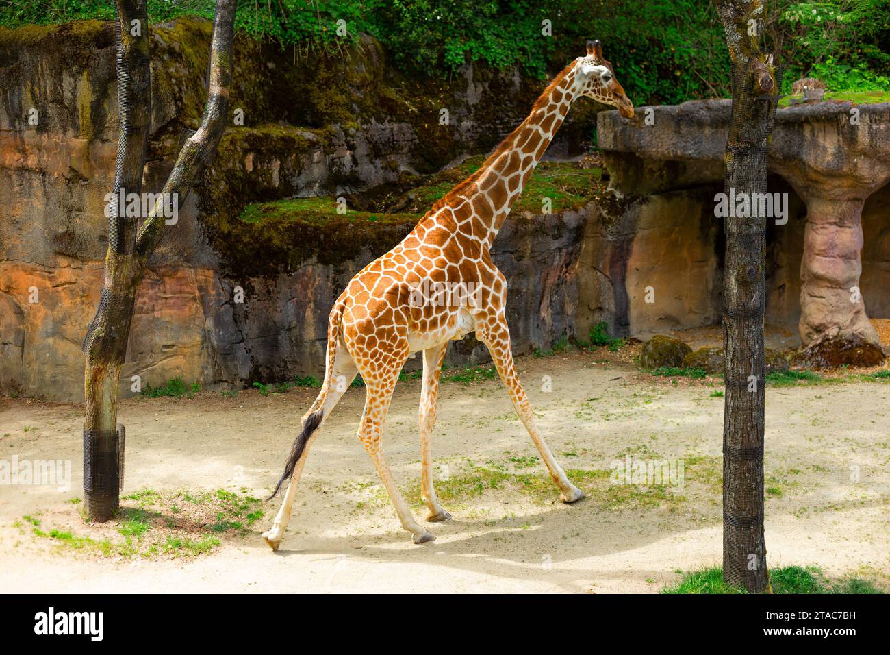 Tall Giraffe Walking in the Wildlife Park. The Majestic Beauty of the ...