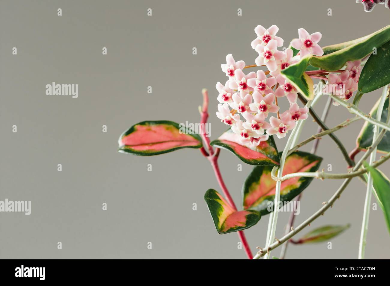 Hoya Carnosa Tricolor Potted Plant in Bloom. Hoya Krimson Queen Pink ...
