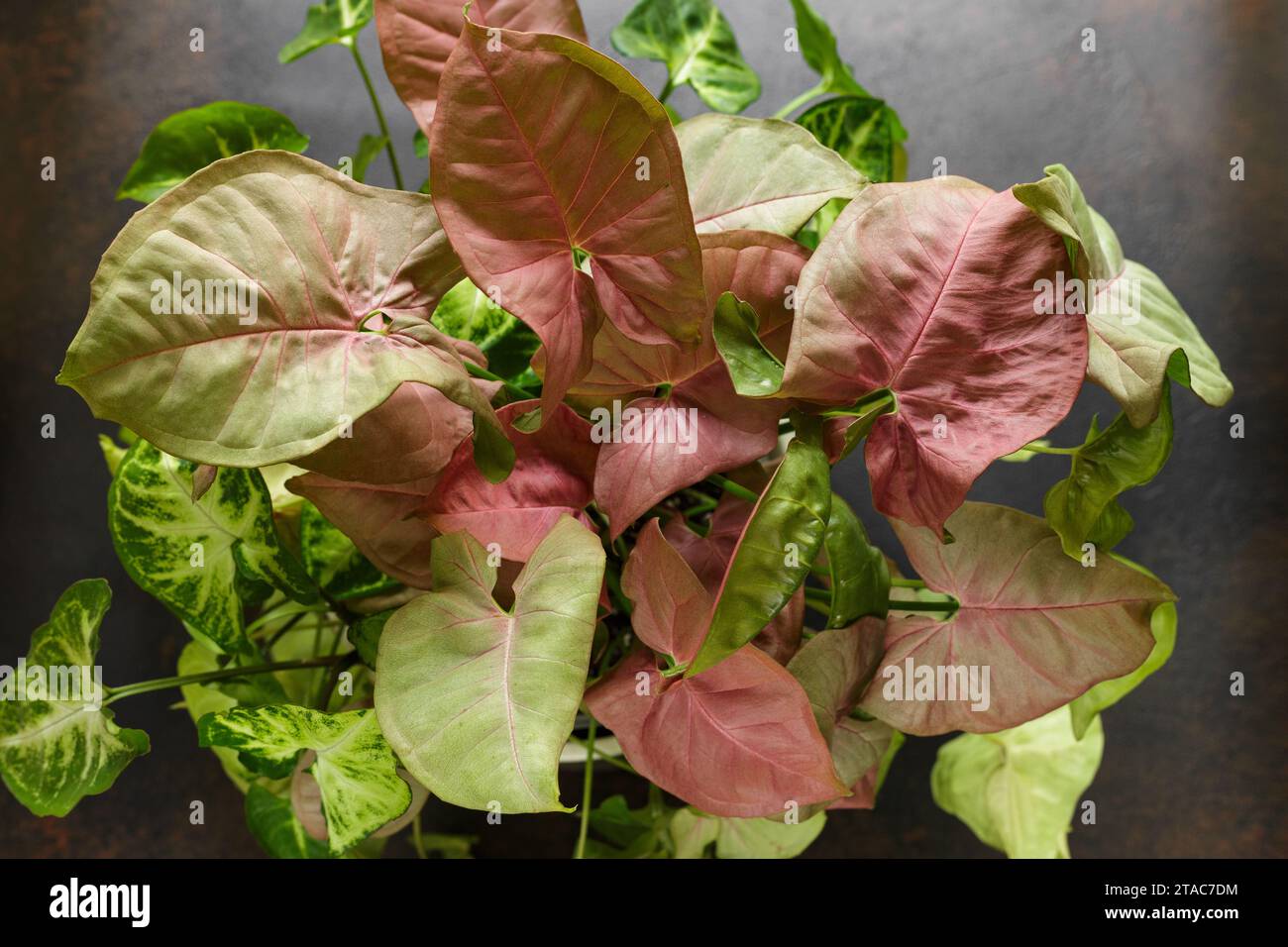 Syngonium Podophyllum Red Heart Plant with Pink Heart-Shaped Leaves ...